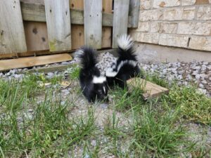 Everything You Need To Know About Skunk Mating Season