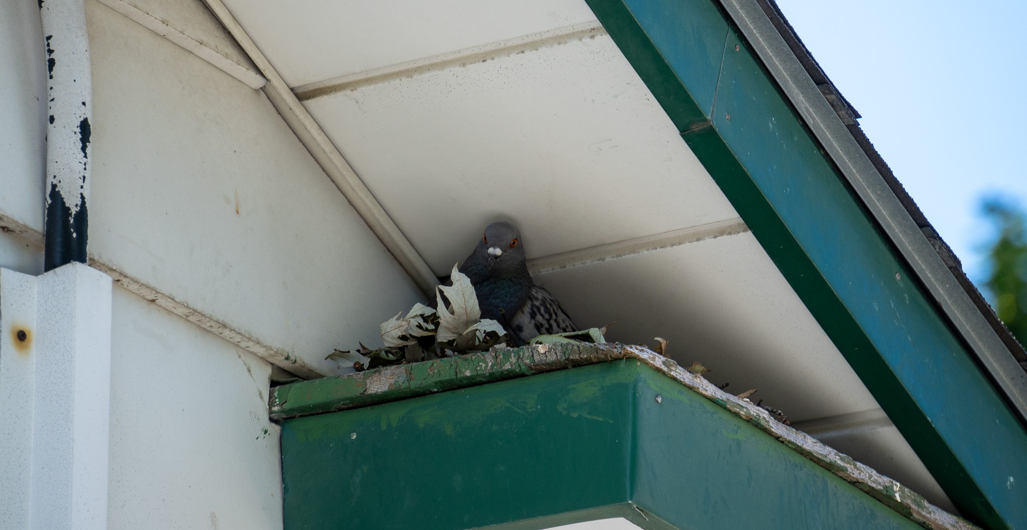 Effective Strategies for Preventing Bird Infestations