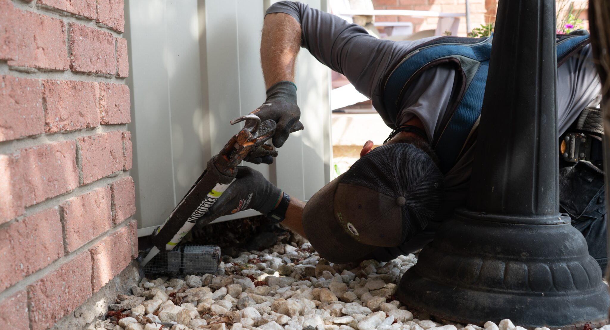 Mice Removal Scarborough | Skedaddle Humane Wildlife Control