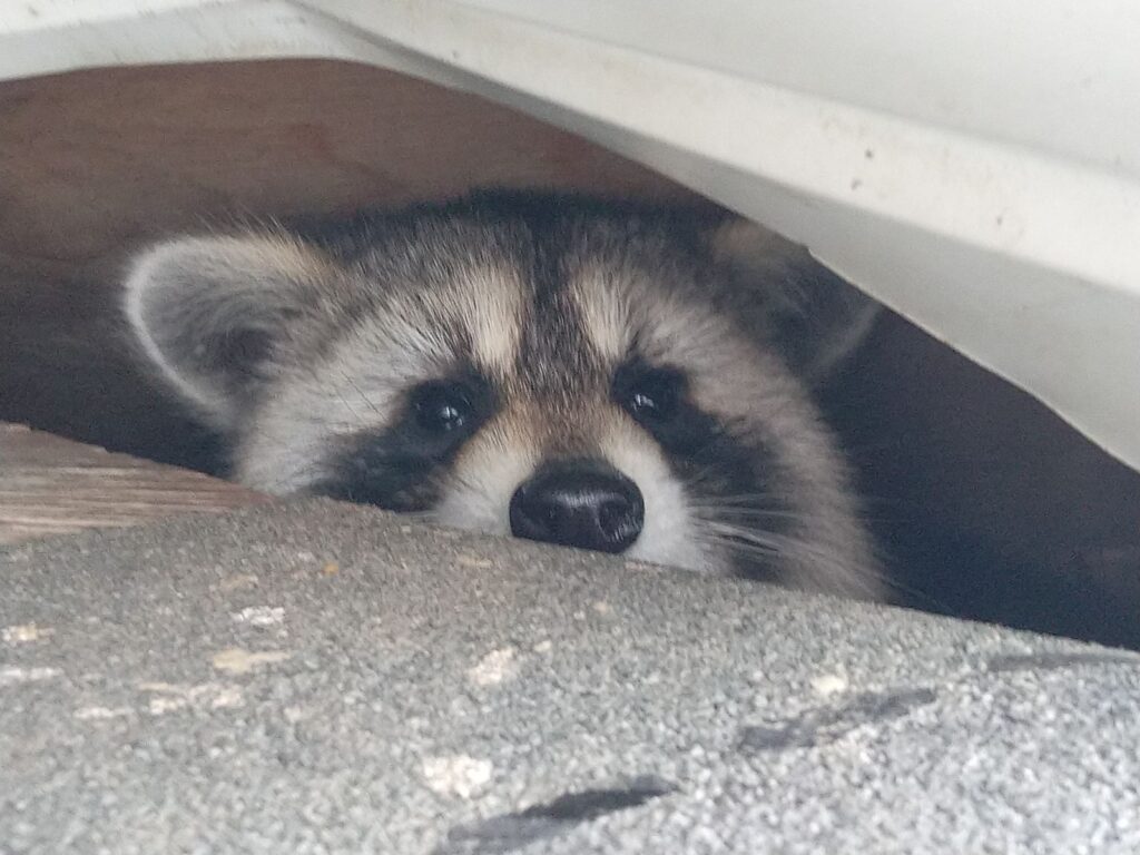 Raccoon Removal Whitby | Skedaddle Humane Wildlife Control