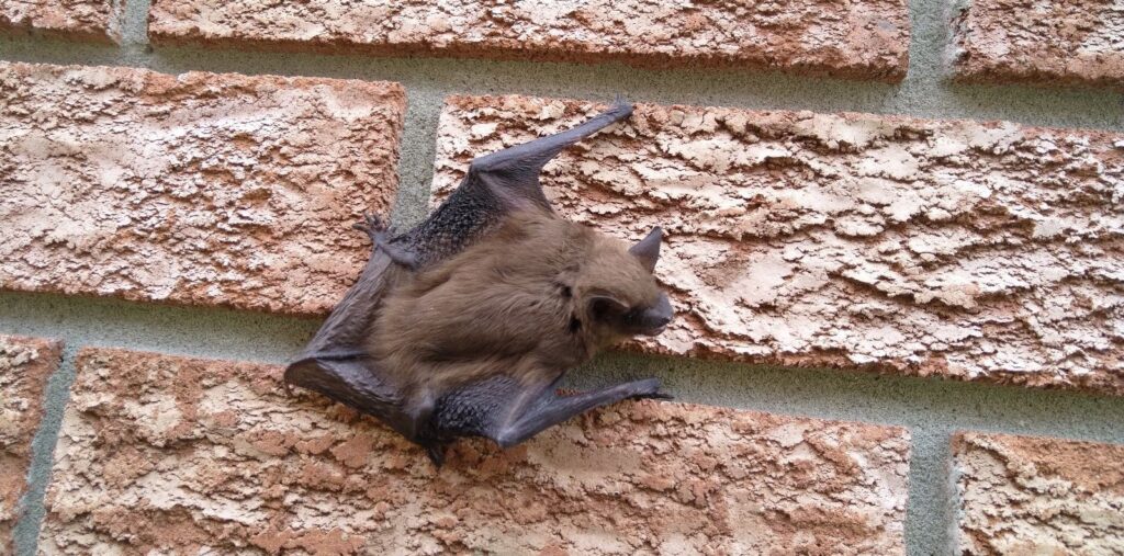Bat Removal Madison | Skedaddle Humane Wildlife Control