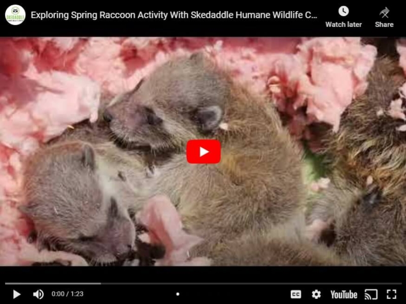 Skedaddle Humane Wildlife Control