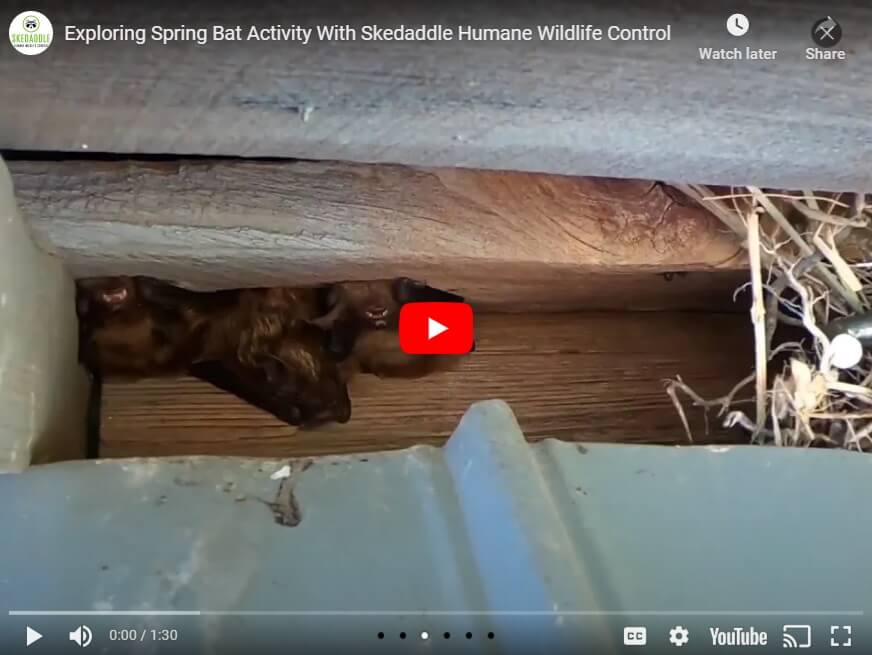 Skedaddle Humane Wildlife Control