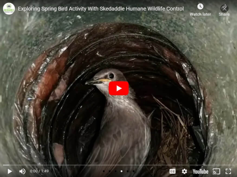 Skedaddle Humane Wildlife Control