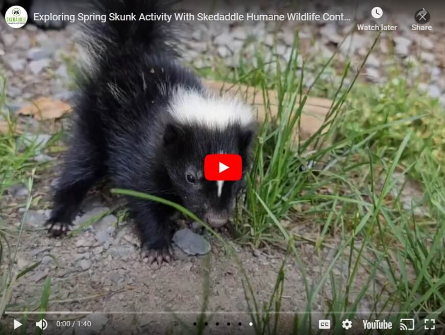 Skedaddle Humane Wildlife Control