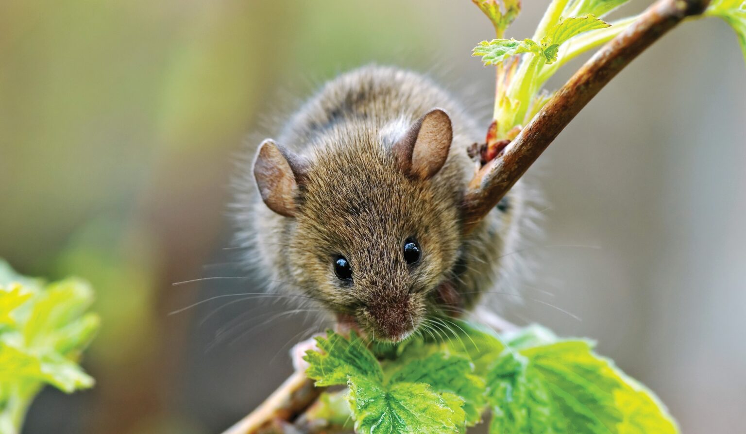 Mice Removal Madison | Skedaddle Humane Wildlife Control