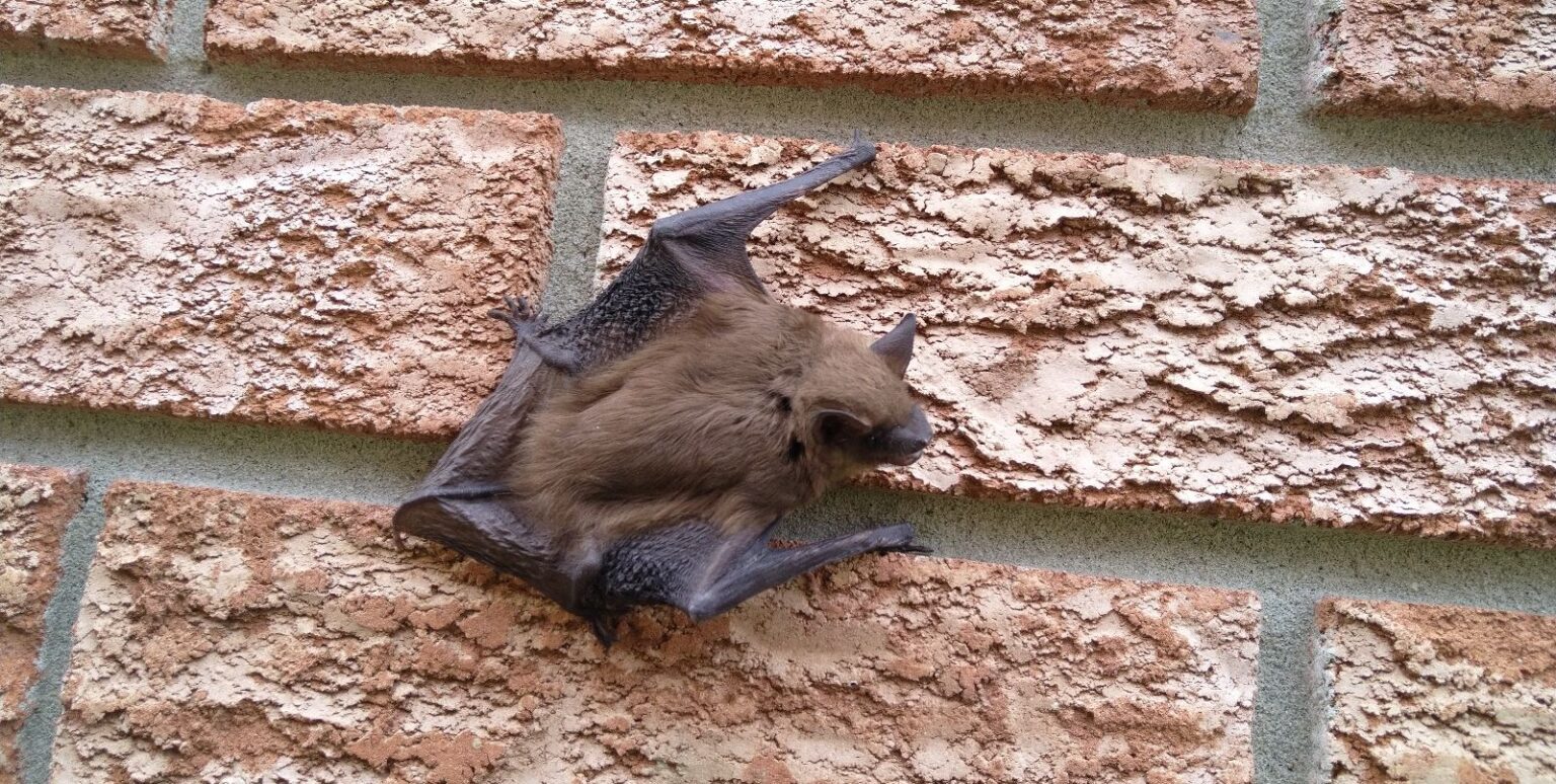 Bat Removal Okanagan | Skedaddle Humane Wildlife Control