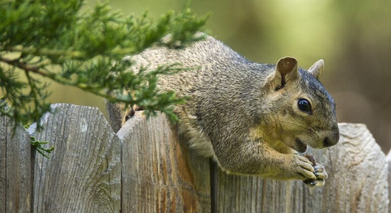 Squirrel-Proofing Your Bird Feeder | Skedaddle Kitchener