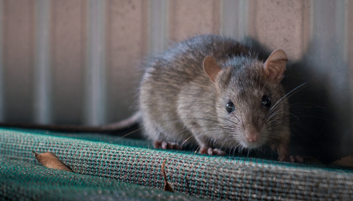 Cleaning Up Rat Droppings | Skedaddle Ottawa