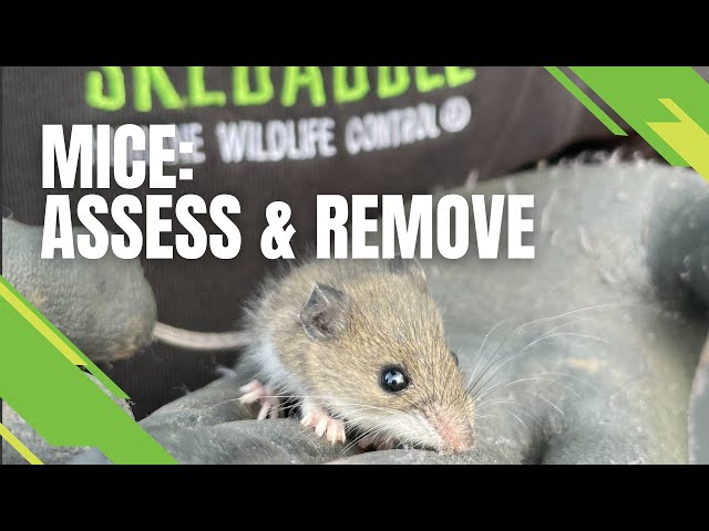 Skedaddle Humane Wildlife Control