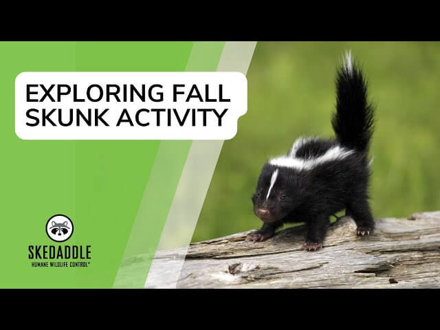 Skedaddle Pest Control