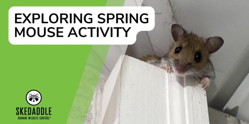 Skedaddle Humane Wildlife Control