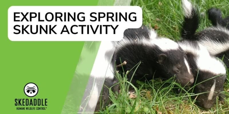 Skedaddle Humane Wildlife Control