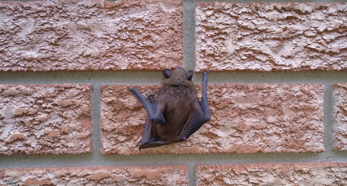 Bats in Your Attic | Skedaddle Pittsburgh