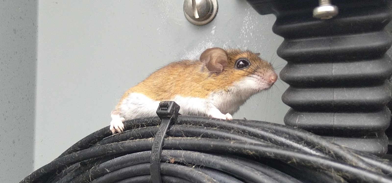 Regular Maintenance To Prevent Mice | Skedaddle Atlanta