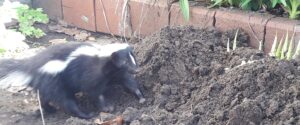 The Good and the Bad of Skunks in Your Yard