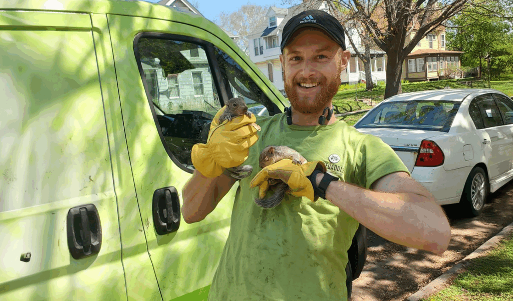 Squirrel Removal in Minneapolis | Skedaddle Wildlife Control