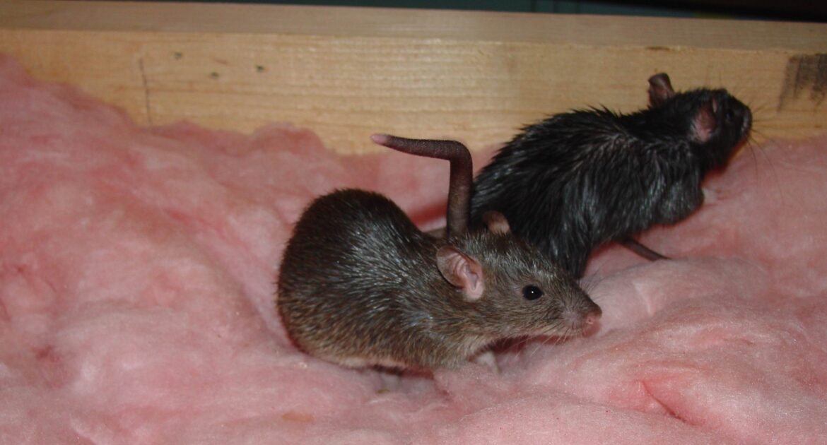 Signs You Have A Rodent Problem | Skedaddle Montreal