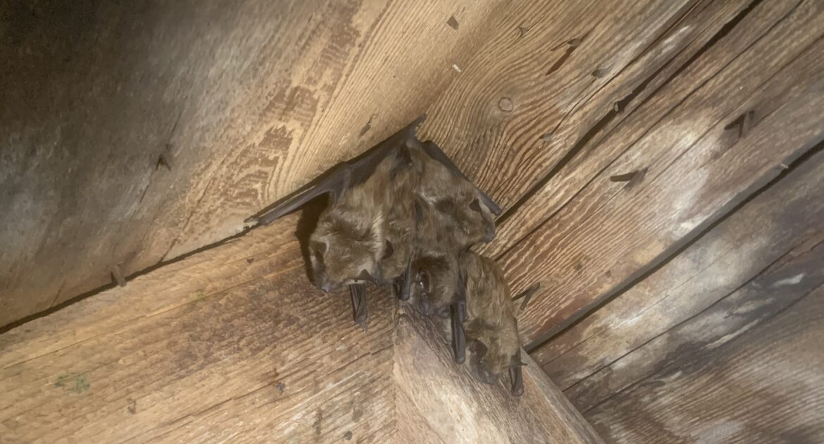 Where Bats Go During The Day? | Skedaddle Mississauga