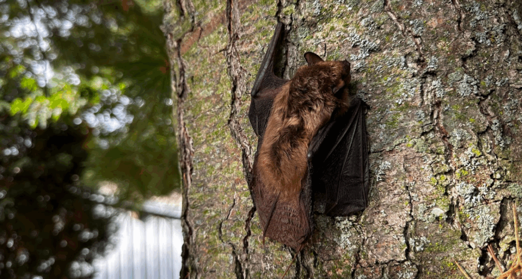 A Bat's Diet Explained: What Do They Eat? | Skedaddle Durham