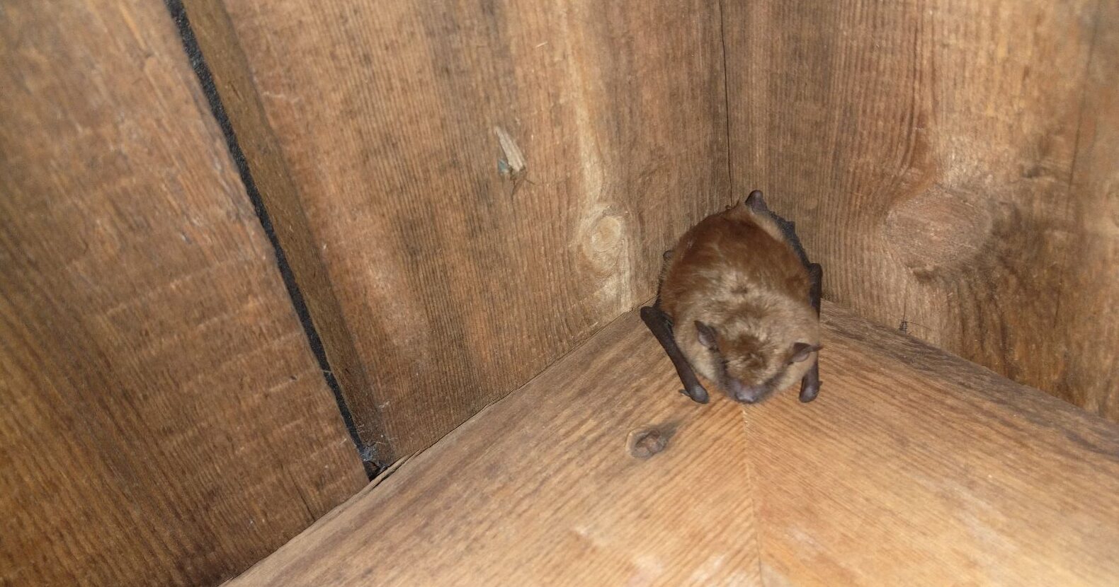 Bat Droppings Health Risks in Winter | Skedaddle Madison