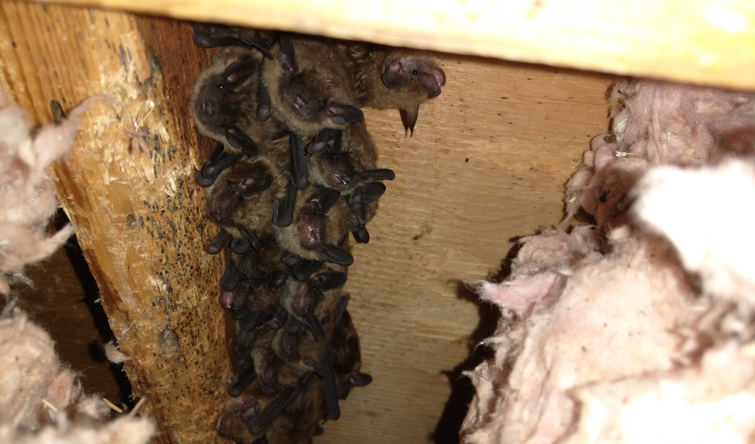 Do Bats Hibernate in Atlanta Attics? | Skedaddle Marietta