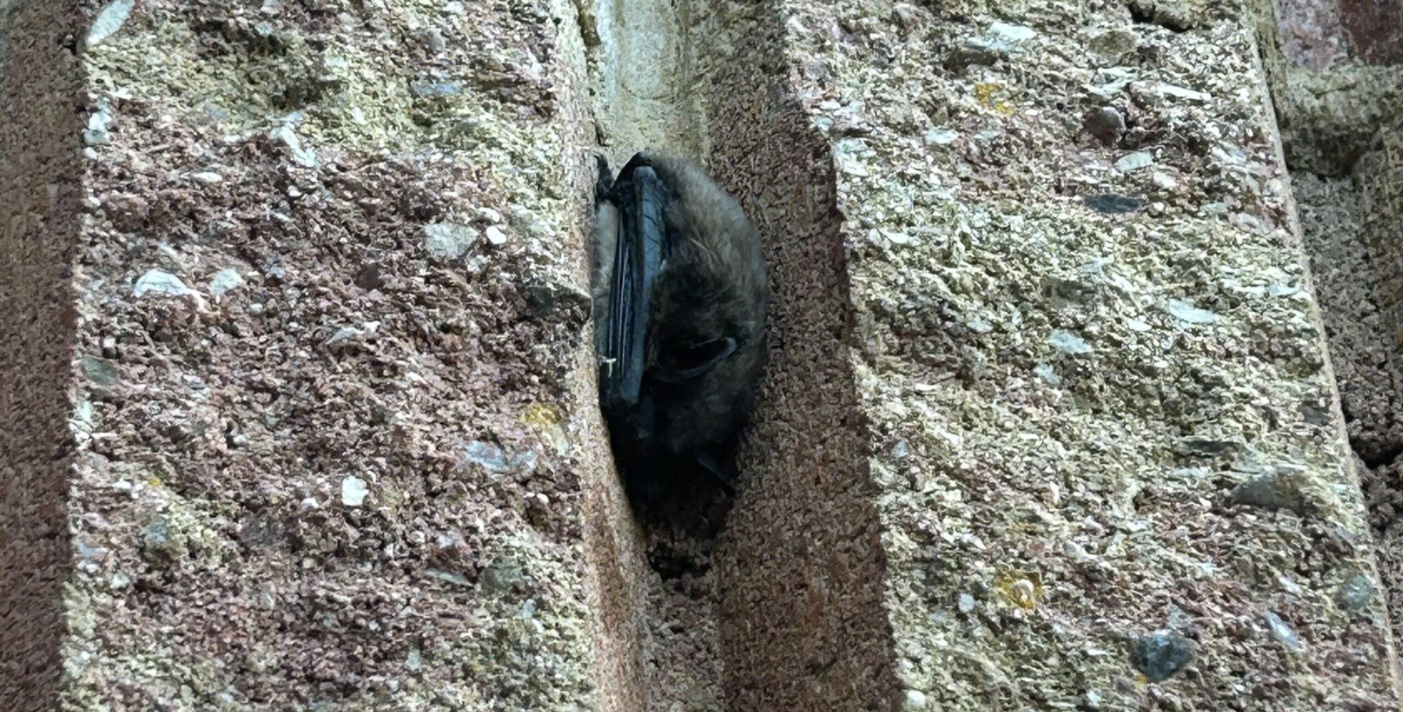 How Bat Droppings Affect Attics | Skedaddle Pickerington