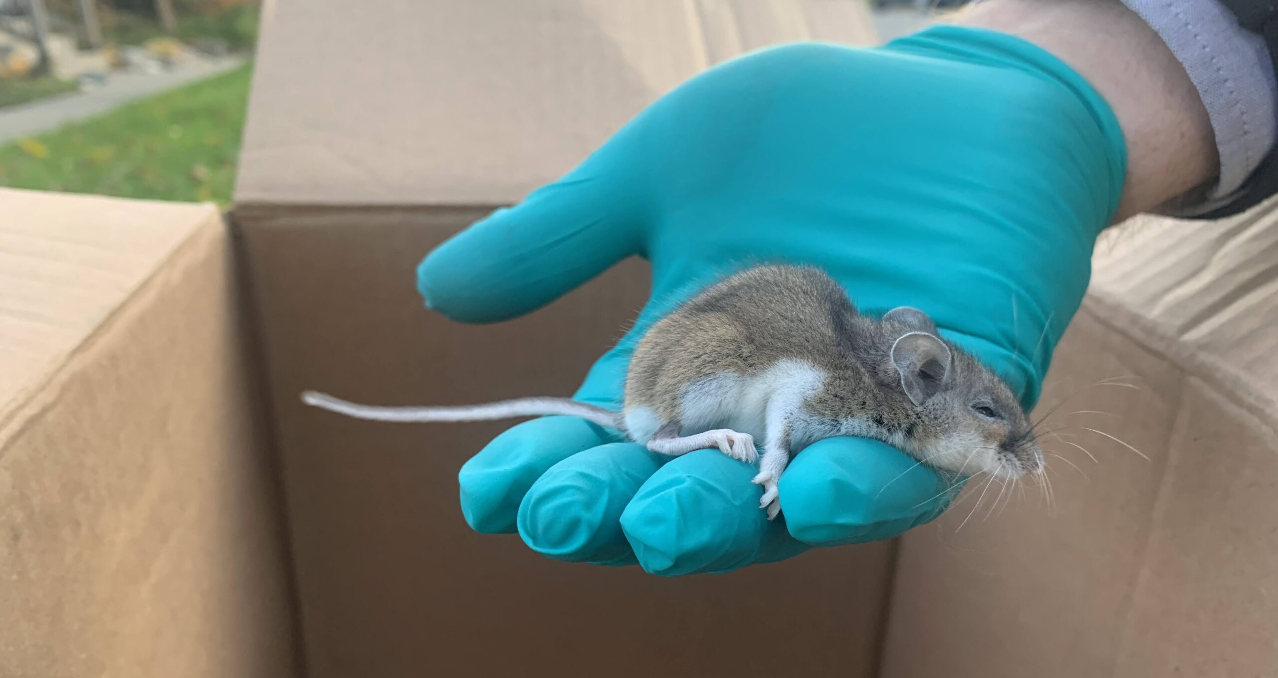 How Cold Weather Drives Mice Into Restaurants and Businesses