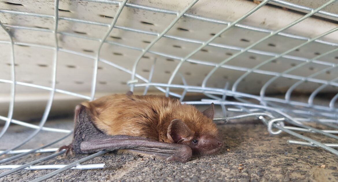 Bats In The Attic In December? | Skedaddle Toronto