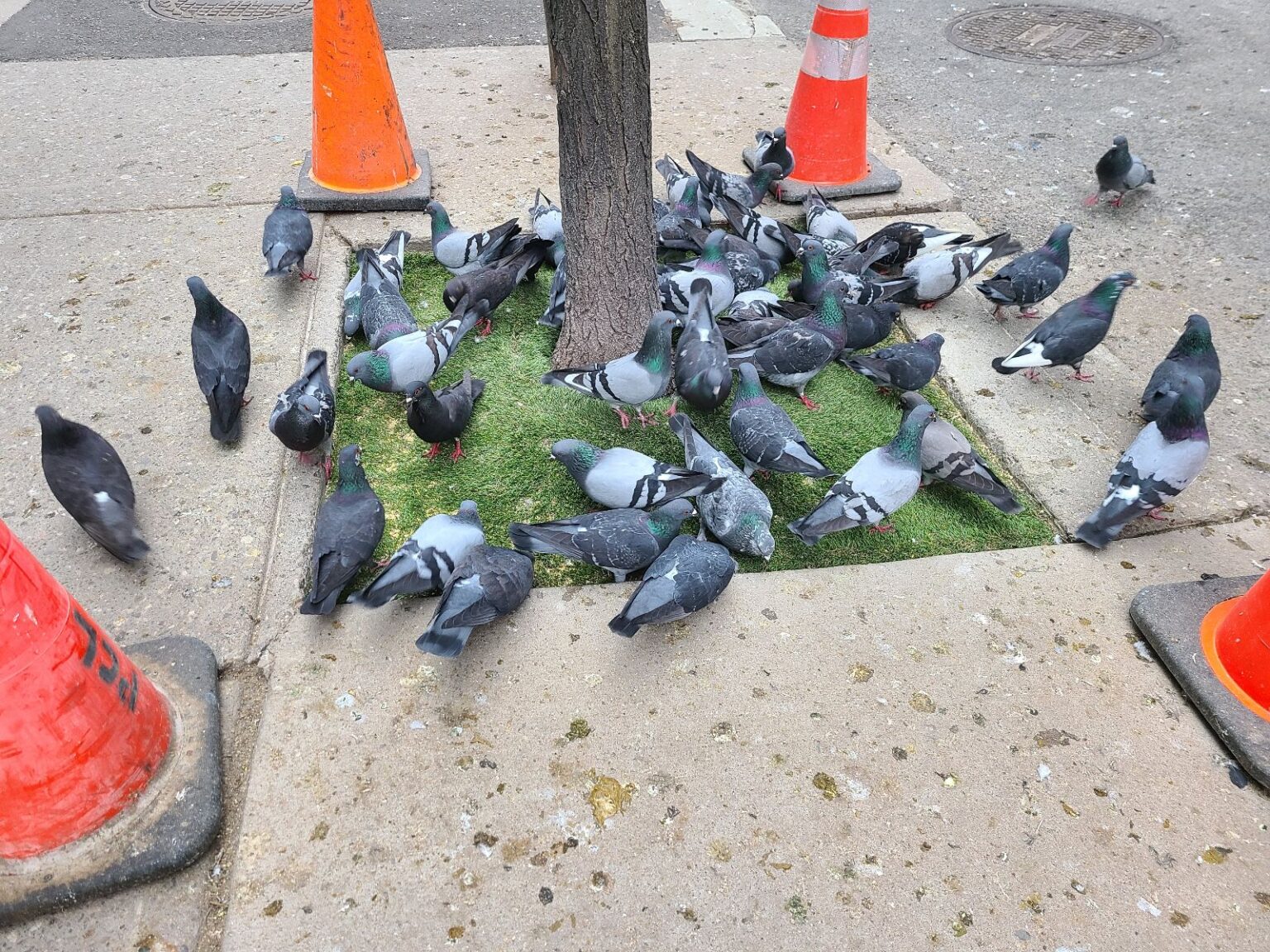 Why Pigeons Thrive in Urban Areas | Skedaddle Blaine