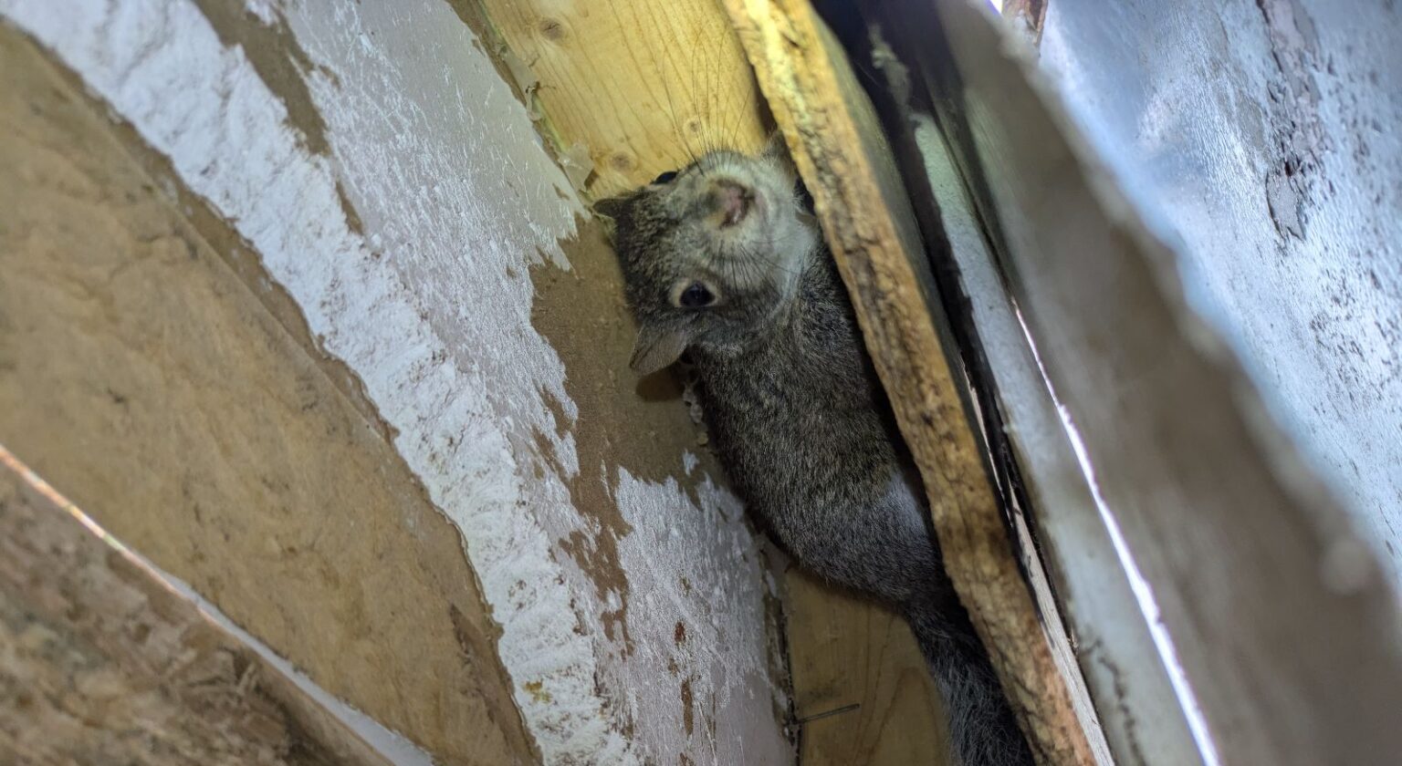 Why Squirrels Chew | Skedaddle Baltimore
