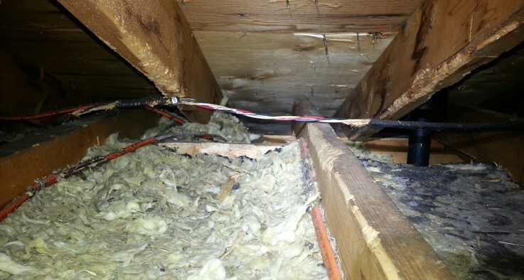 Why Squirrels Chew Rooflines & Wires | Skedaddle Atlanta