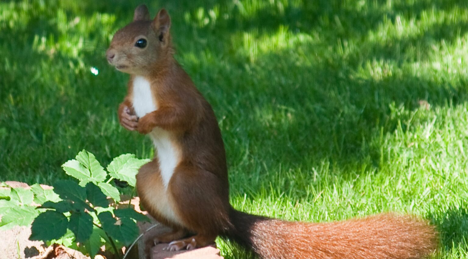 Squirrels In Your Attic This Winter | Skedaddle Toronto