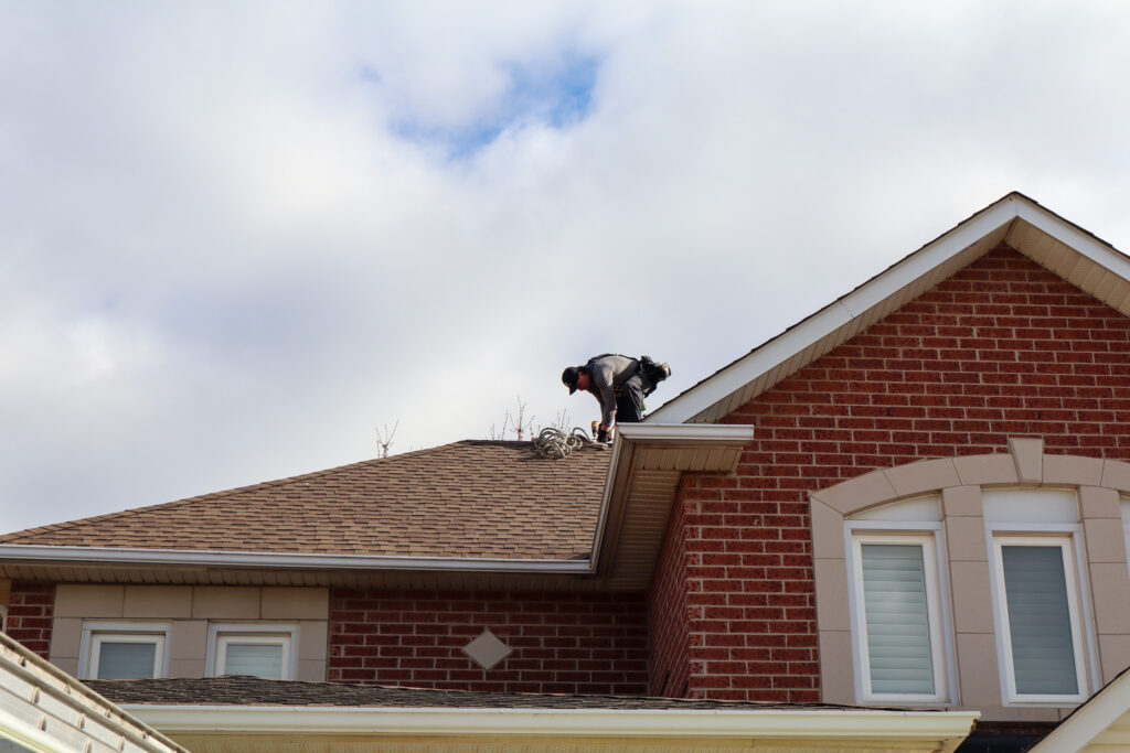 Stop Squirrels From Returning | Skedaddle Plymouth