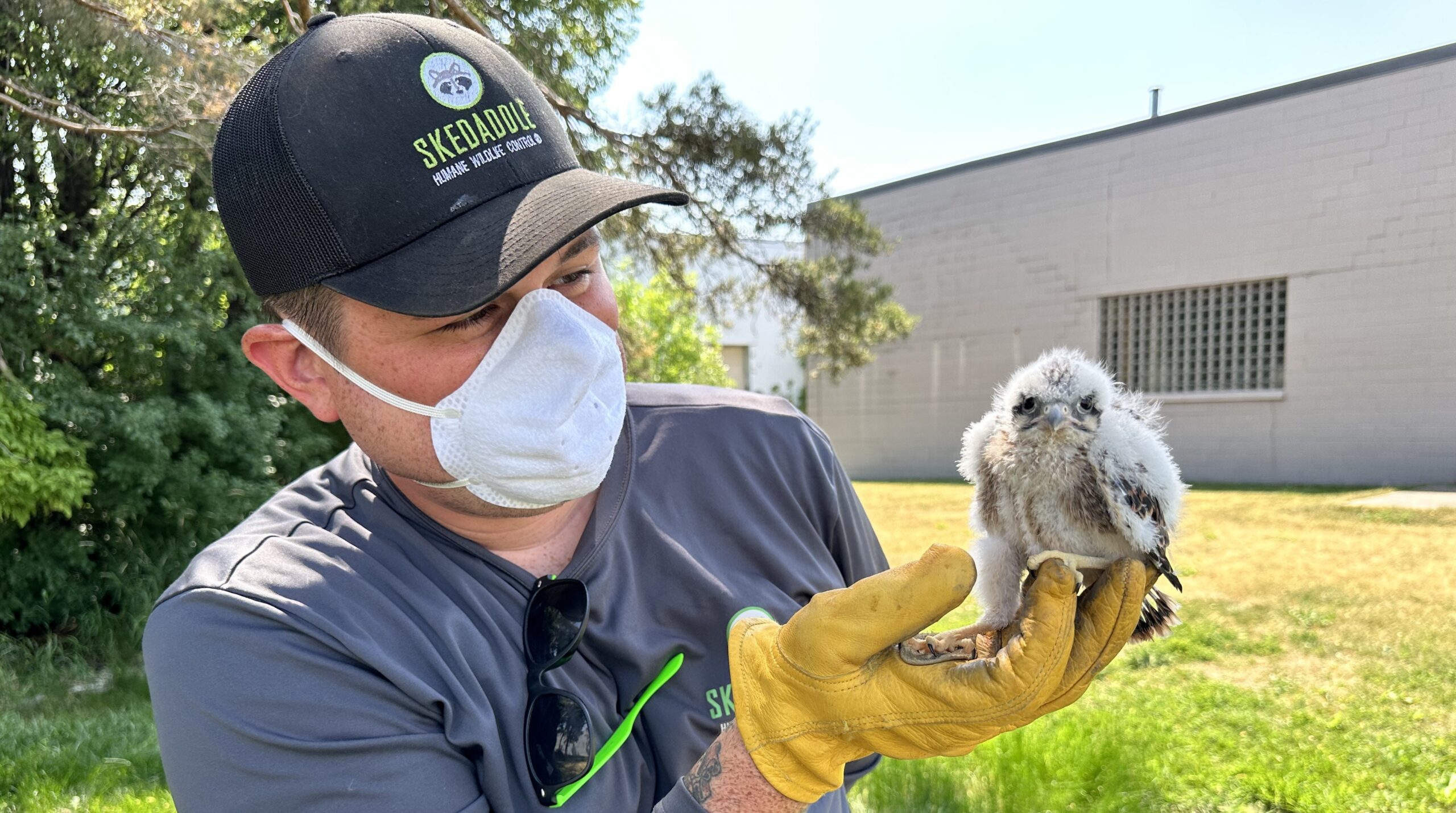 Prevent Birds From Entering Homes | Skedaddle Hamilton