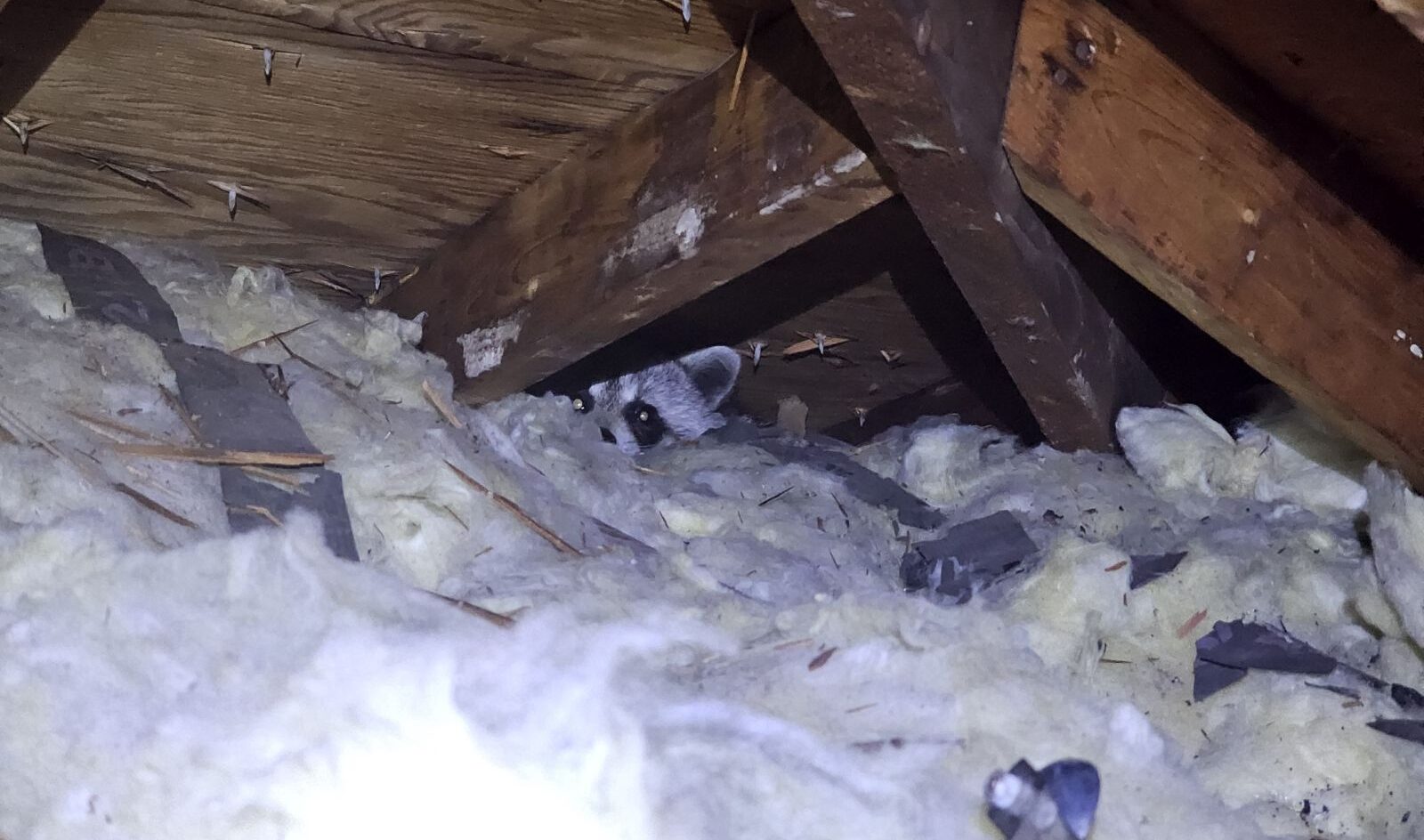 Raccoon Removal In Winter Attics | Skedaddle Anoka County