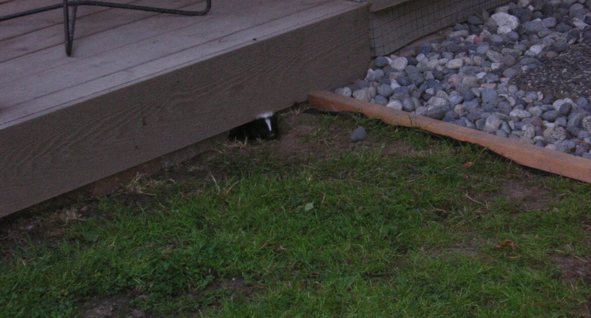 Skunks Under The Deck In Winter | Skedaddle Bowmanville