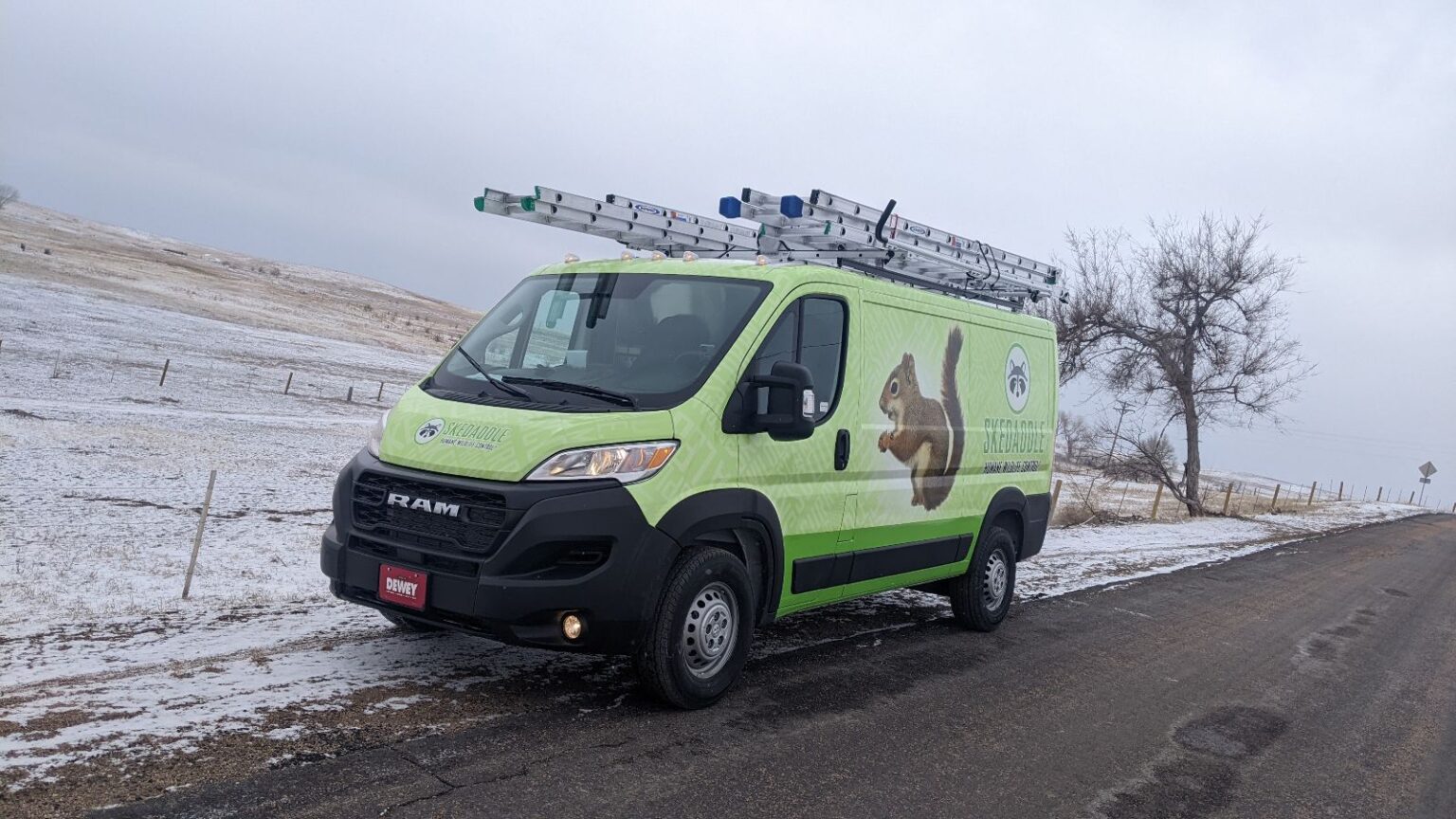 Squirrel Chewing Fire Risks | Skedaddle Lakewood