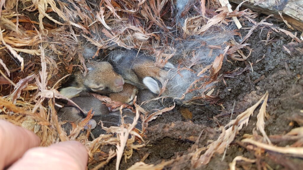 Squirrels In Pittsburgh Rooflines | Skedaddle Pittsburgh