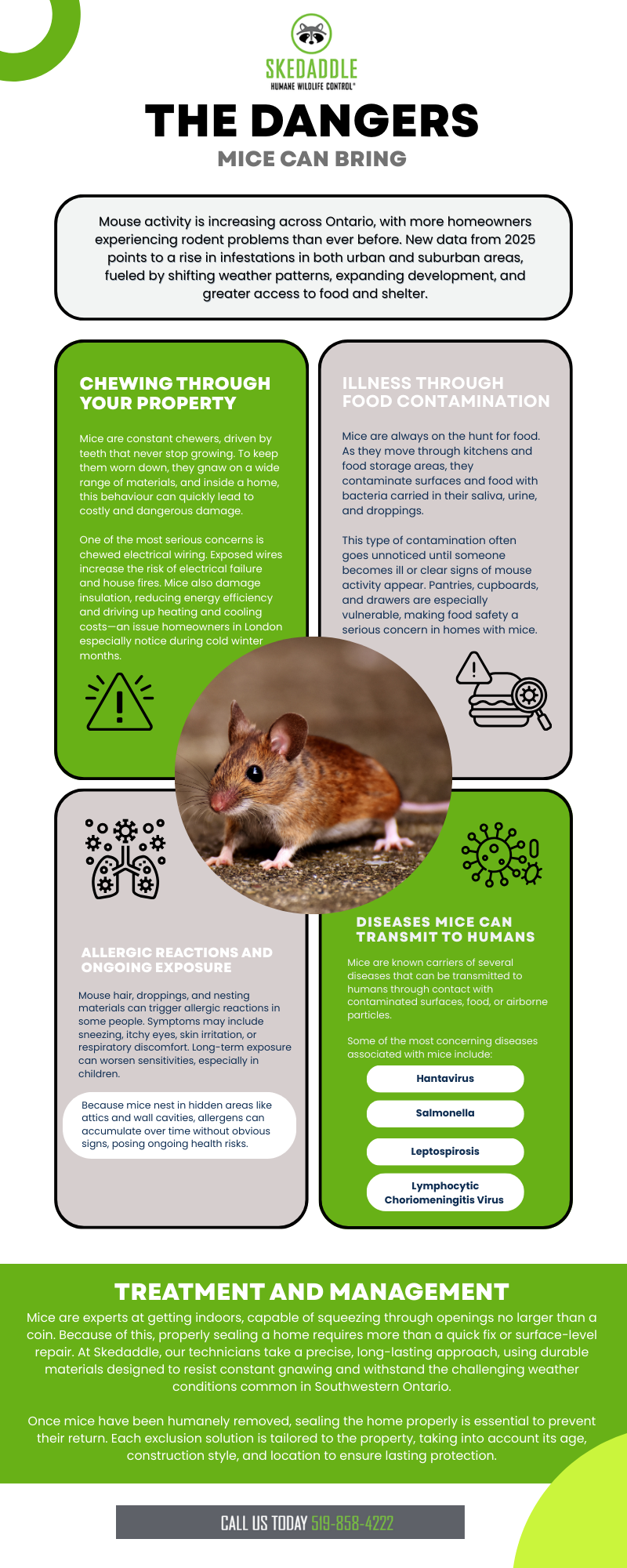 Dangers Of Mice In A House | Skedaddle London