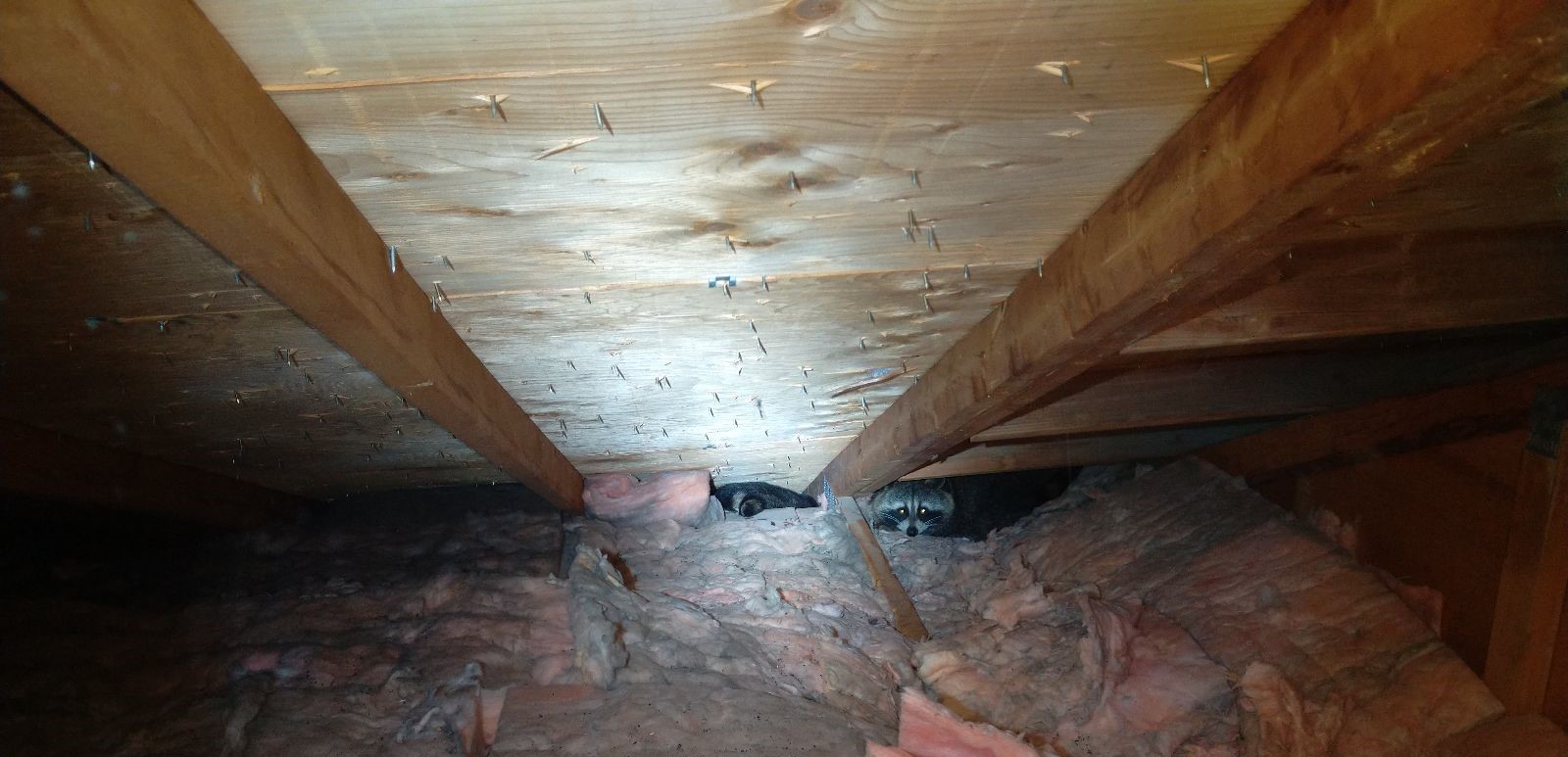 Identify Attic Animal Noises | Skedaddle Vaughan