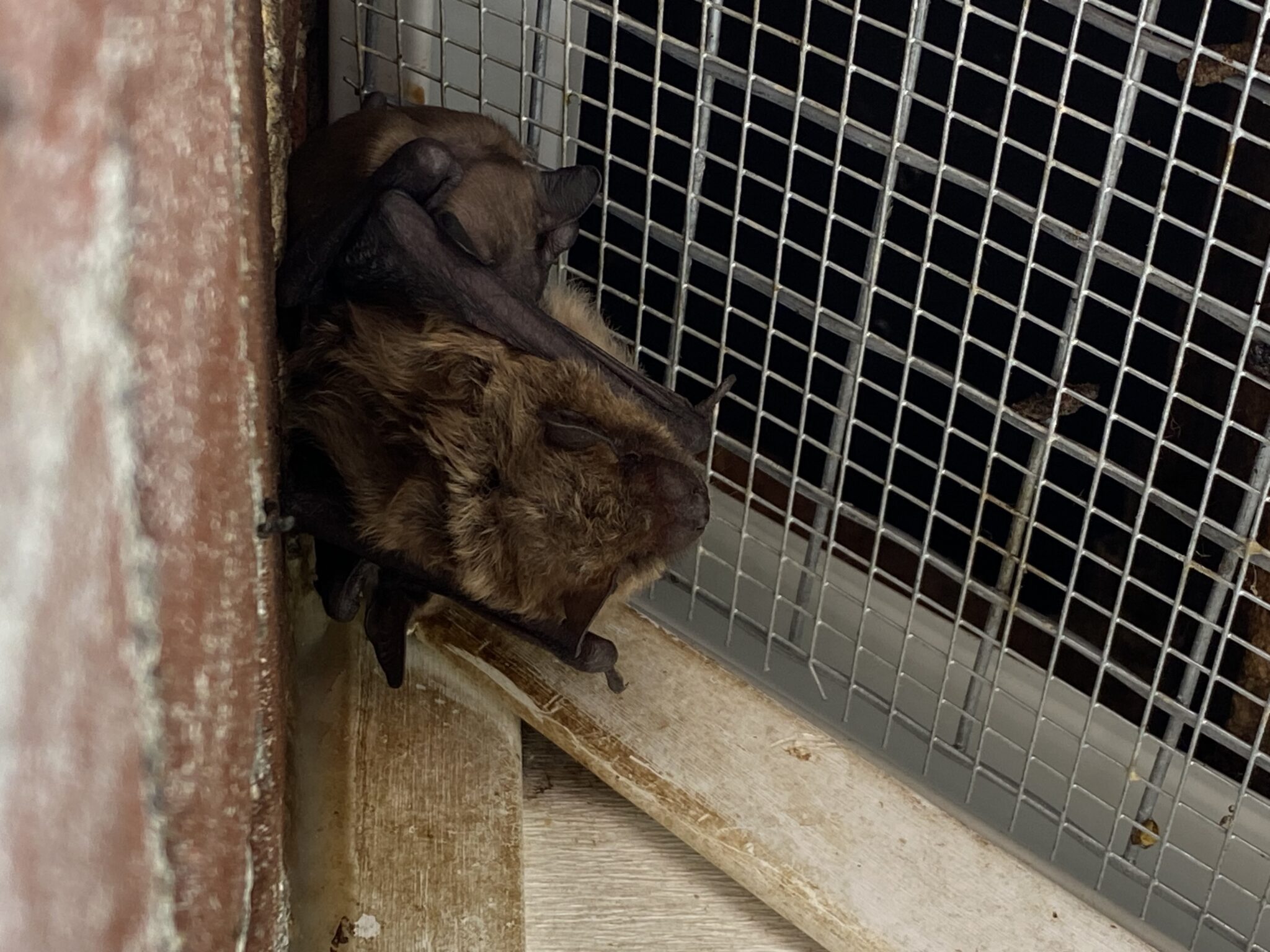 Winter Bat Myths Homeowners Must Know | Skedaddle Ohio