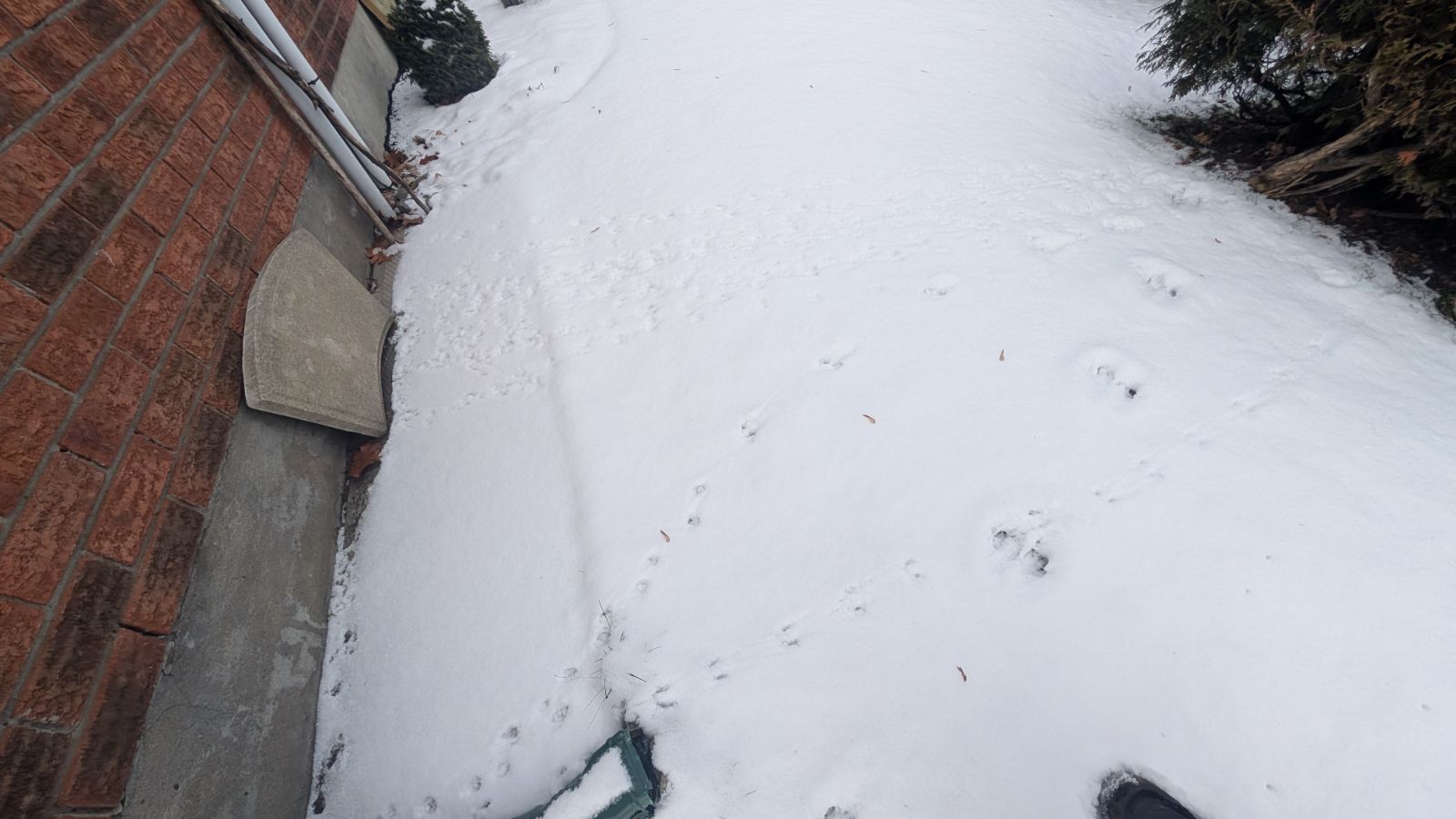 Winter Rat Health Hazards | Skedaddle Baltimore