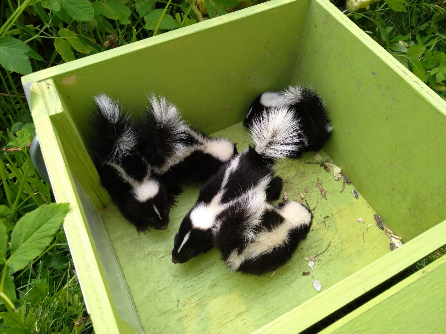 Are Skunks Digging in Your Yard? | Skedaddle North Atlanta