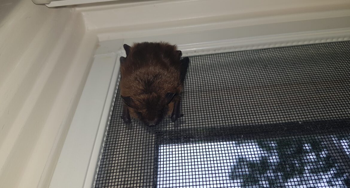 Are Bats Common In Ottawa? | Skedaddle Ottawa