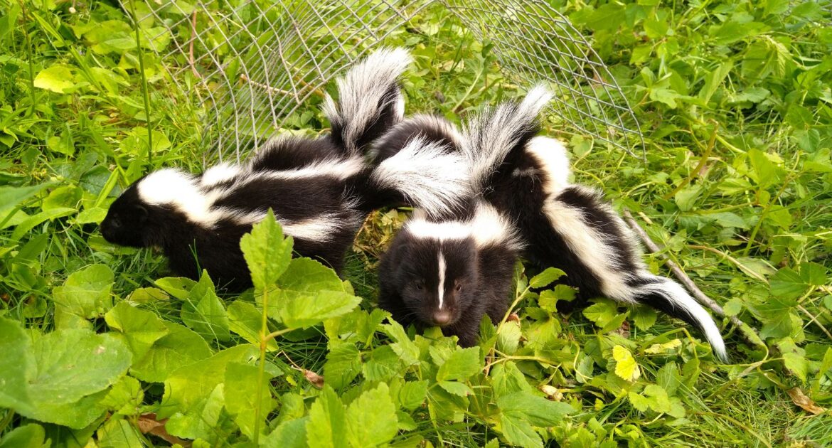 Are Skunks Digging in Your Yard? | Skedaddle North Atlanta