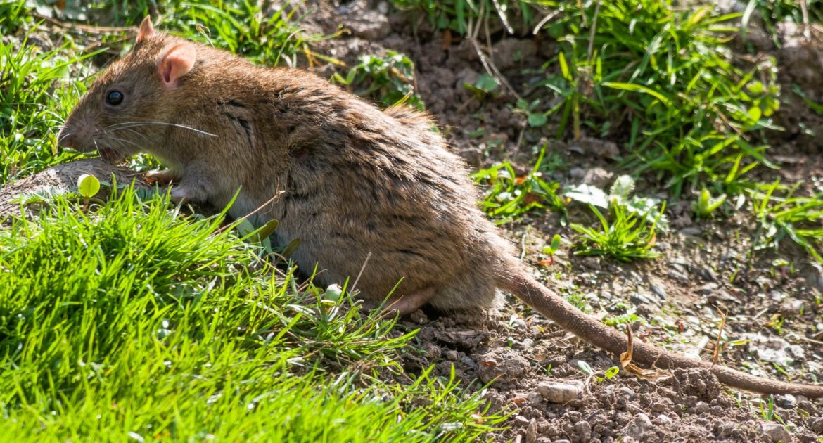 Rats In The Yard In Winter | Skedaddle Toronto